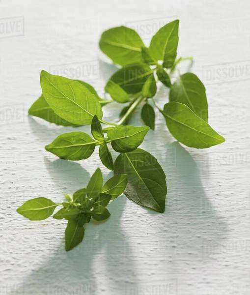 Sprig of basil - Royalty-free Stock Photo | Dissolve