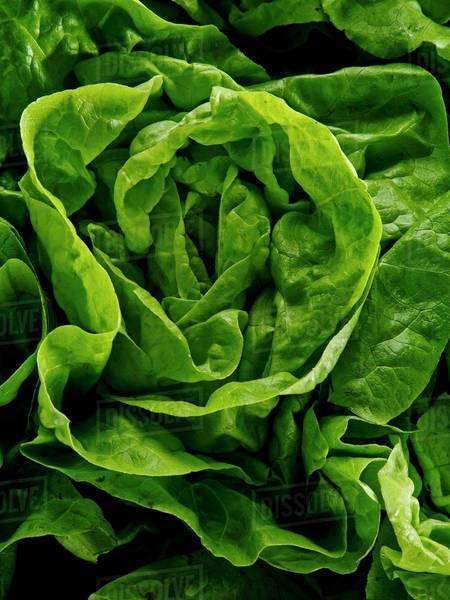 Fresh head of lettuce (Close up) - Royalty-free Stock Photo | Dissolve