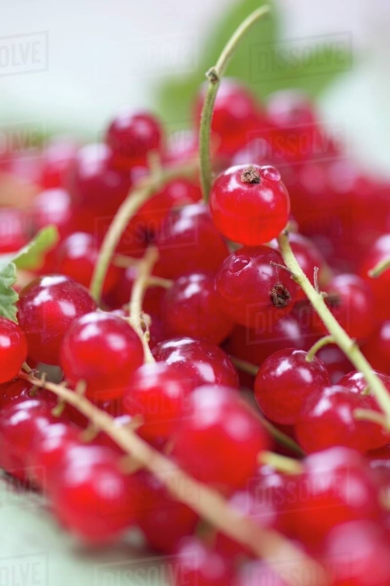 Redcurrents (Close up) - Stock Photo - Dissolve