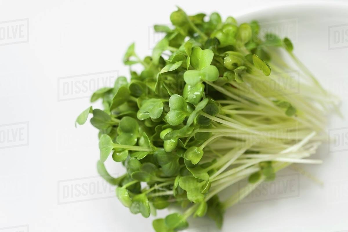 Fresh cress - Stock Photo - Dissolve