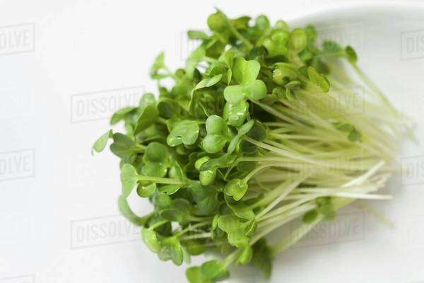 Fresh cress - Stock Photo - Dissolve