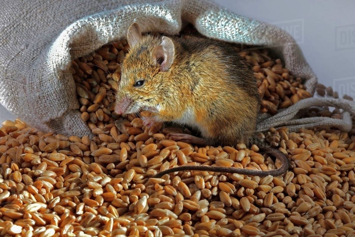 A live mouse with wheat - Royalty-free Stock Photo | Dissolve