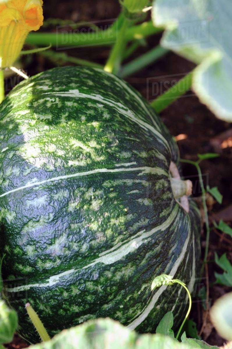 A squash in a field (close-up) - Royalty-free Stock Photo | Dissolve