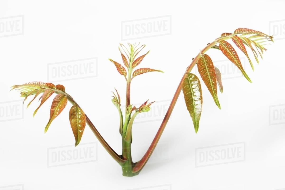 A vegetable tree - Stock Photo - Dissolve