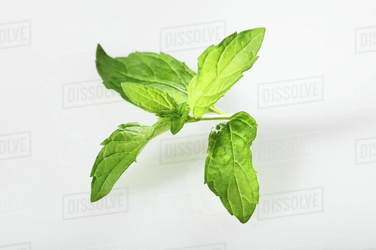 Japanese mint - Royalty-free Stock Photo | Dissolve