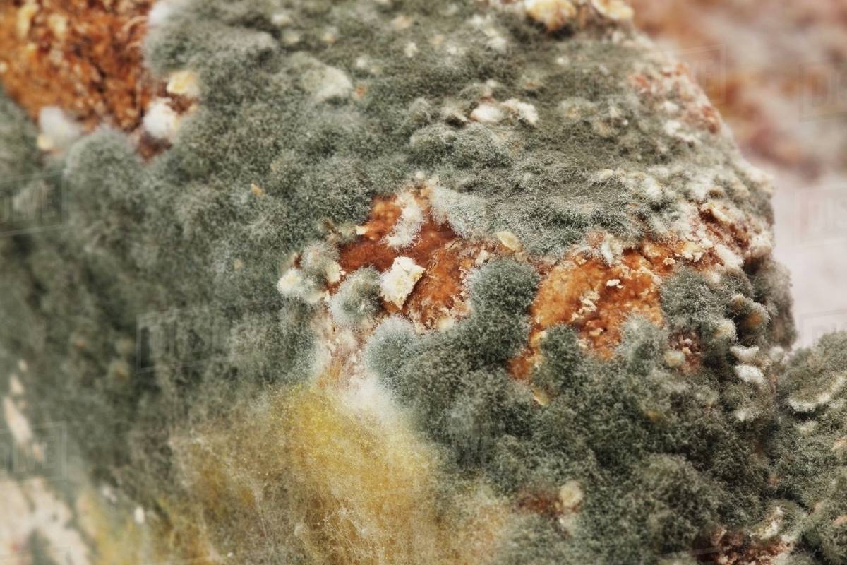 Mouldy wholemeal bread (close-up) - Stock Photo - Dissolve
