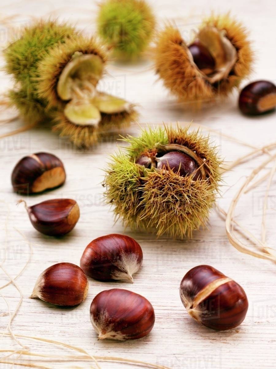 Sweet chestnuts, with and without prickly case - Royalty-free Stock ...