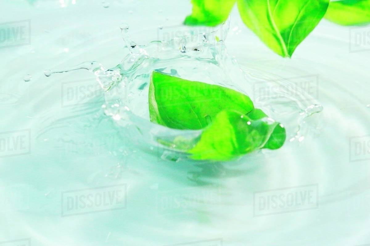Basil in water - Royalty-free Stock Photo | Dissolve
