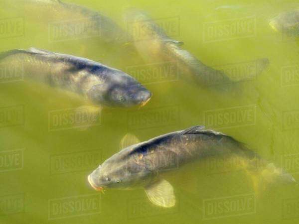 Carp in a pond - Royalty-free Stock Photo | Dissolve