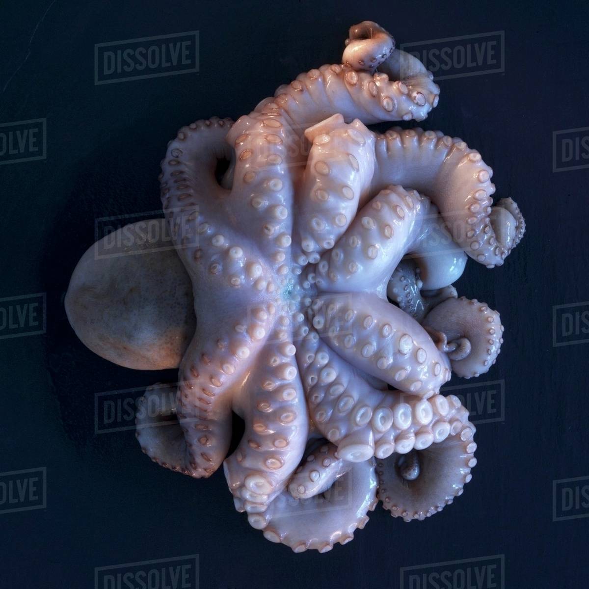 An octopus on a black surface - Royalty-free Stock Photo | Dissolve