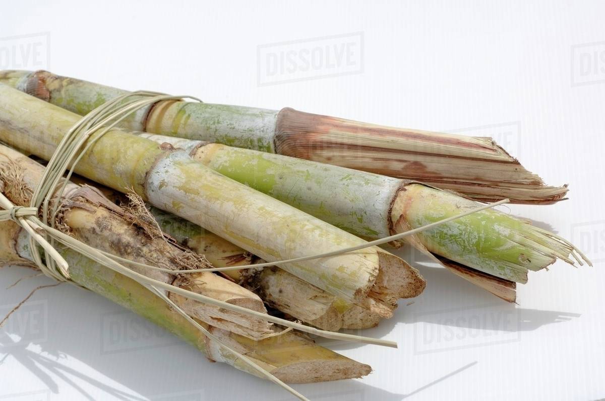 A bundle of sugar cane - Stock Photo - Dissolve