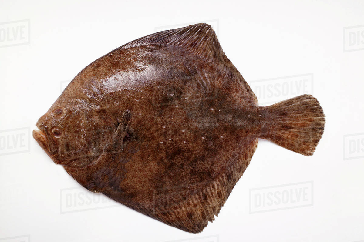 Fresh turbot - Stock Photo - Dissolve