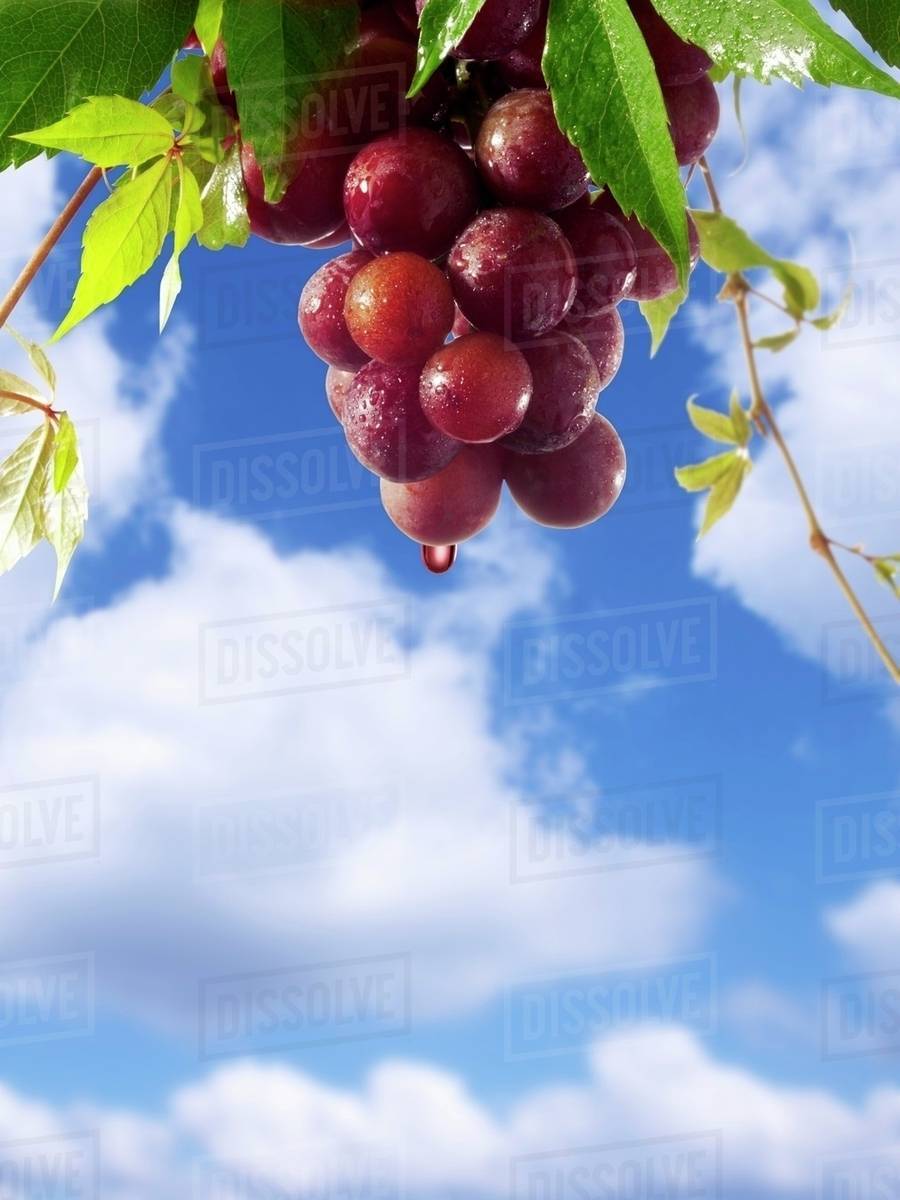 Red wine dripping from grapes against blue sky - Royalty-free Stock ...
