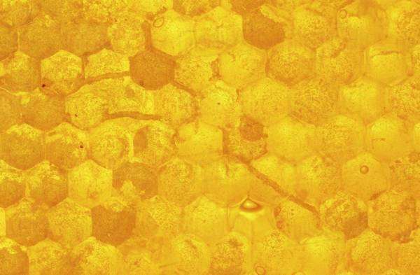Honeycomb Close Up - Royalty-free Stock Photo | Dissolve