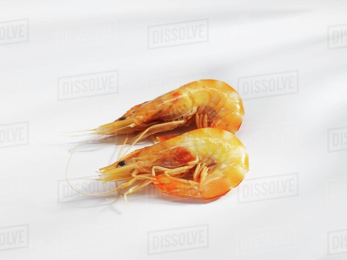 Two shrimps - Royalty-free Stock Photo | Dissolve