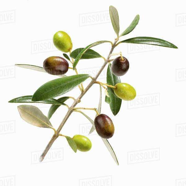 Olive branch with olives - Stock Photo - Dissolve
