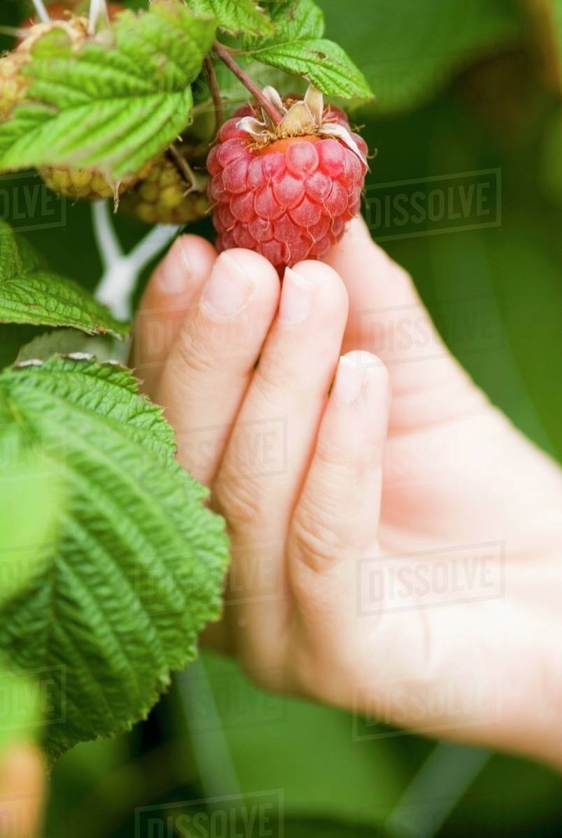 Child's hand picking a raspberry - Royalty-free Stock Photo | Dissolve