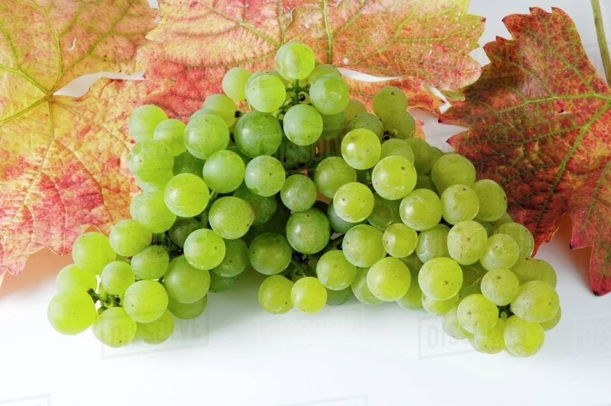 Green grapes, variety Silvaner, with leaves - Royalty-free Stock Photo ...