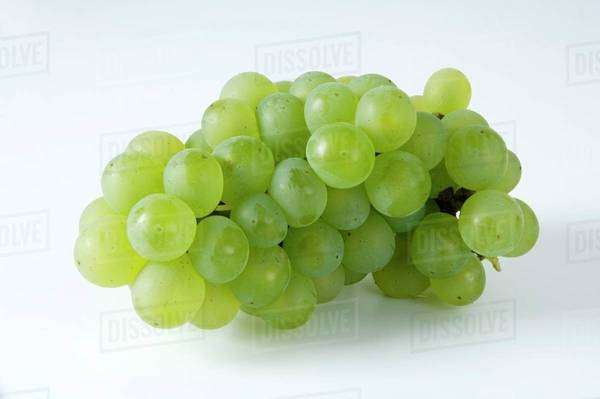Green grapes, variety Weisser Elbling - Stock Photo - Dissolve