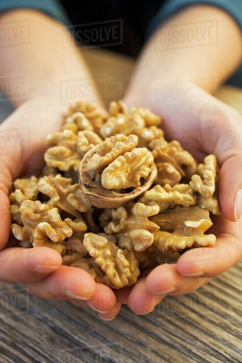 Hands holding walnuts - Royalty-free Stock Photo | Dissolve