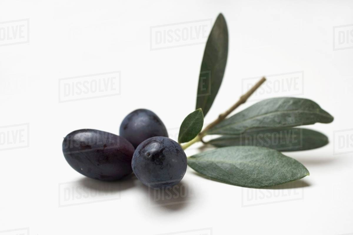 Olive sprig with black olives on white background - Stock Photo - Dissolve