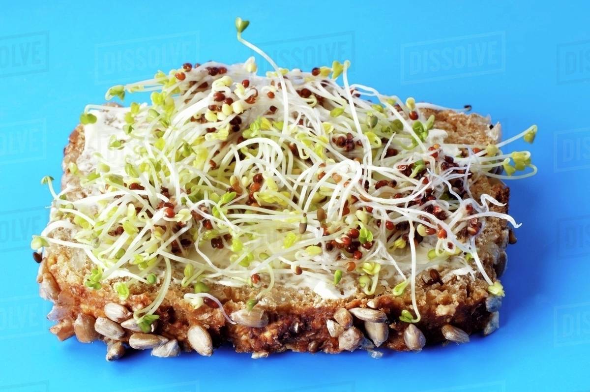 Sprouts on buttered whole-grain bread - Stock Photo - Dissolve