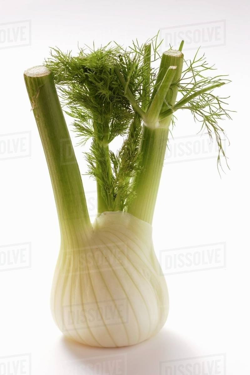 Fresh fennel - Royalty-free Stock Photo | Dissolve
