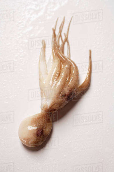 Mini-octopus - Stock Photo - Dissolve