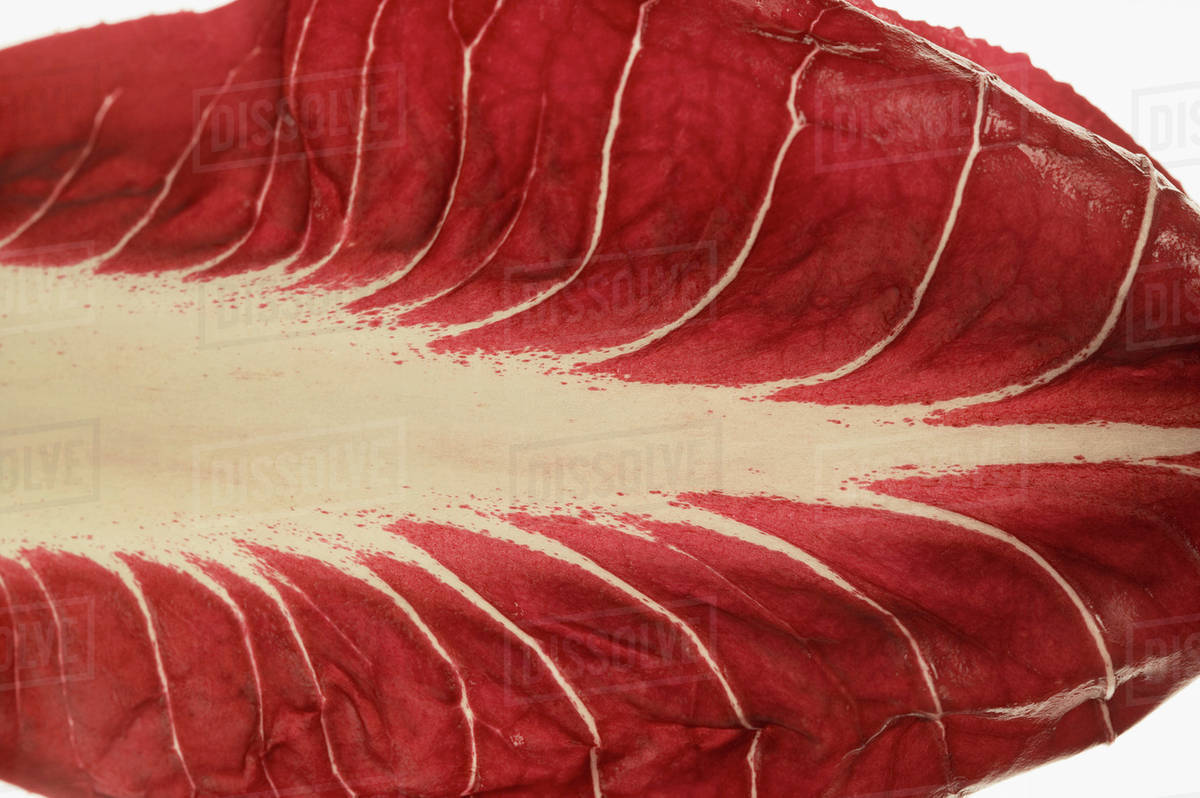 Leaf of Radicchio di Treviso (detail) - Royalty-free Stock Photo | Dissolve