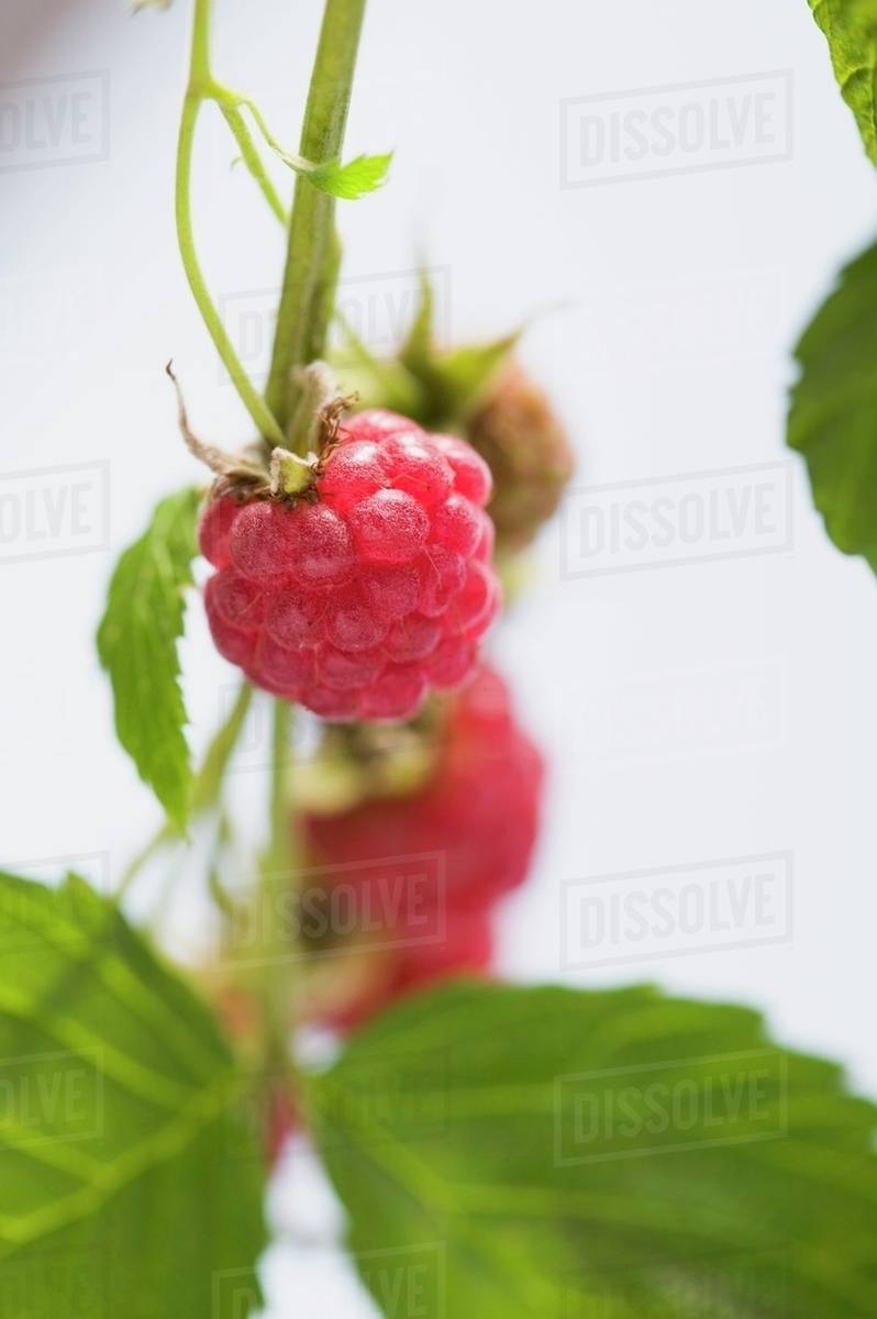 Raspberry on the cane (close-up) - Stock Photo - Dissolve