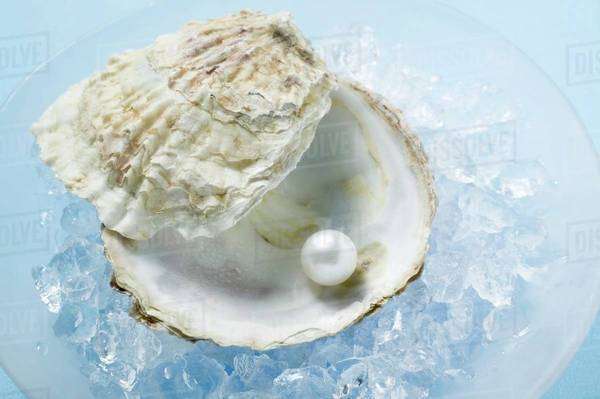 Pearl in oyster shell on crushed ice - Stock Photo - Dissolve