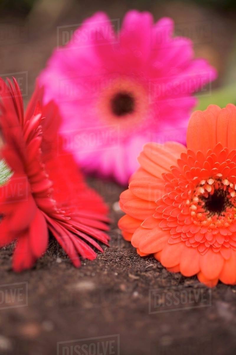 Three gerberas (red, pink and orange) - Royalty-free Stock Photo | Dissolve