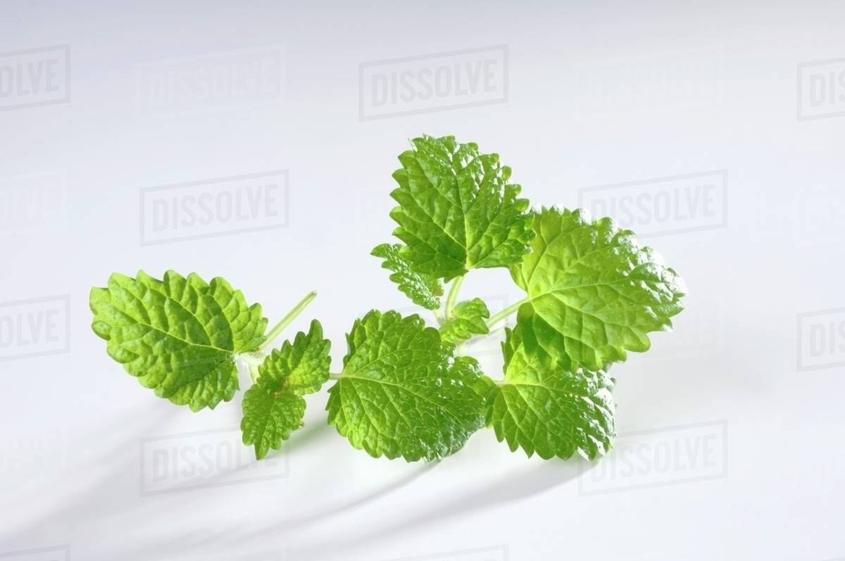 Two sprigs of lemon balm - Royalty-free Stock Photo | Dissolve