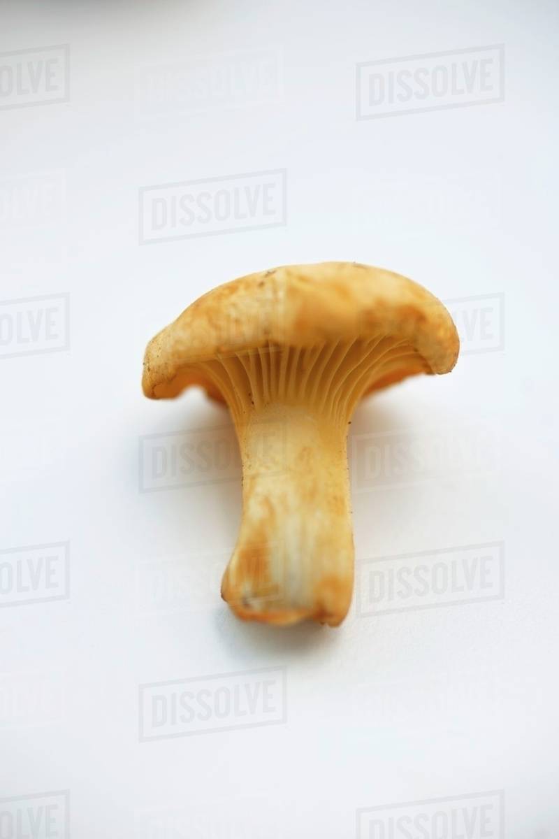A fresh chanterelle - Royalty-free Stock Photo | Dissolve