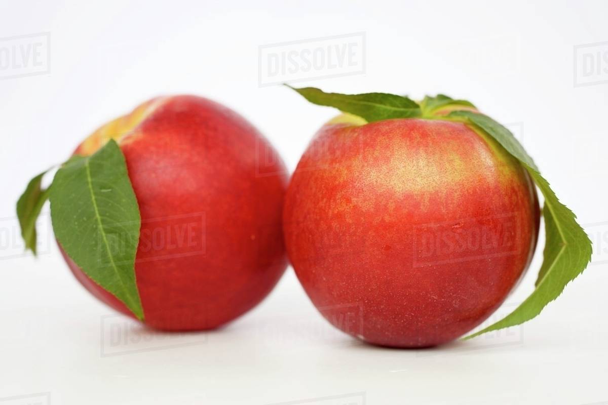 Two nectarines - Stock Photo - Dissolve