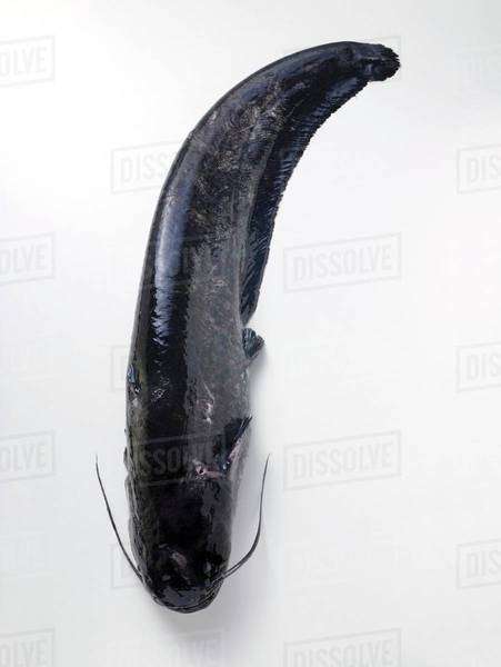Whole fresh catfish - Royalty-free Stock Photo | Dissolve