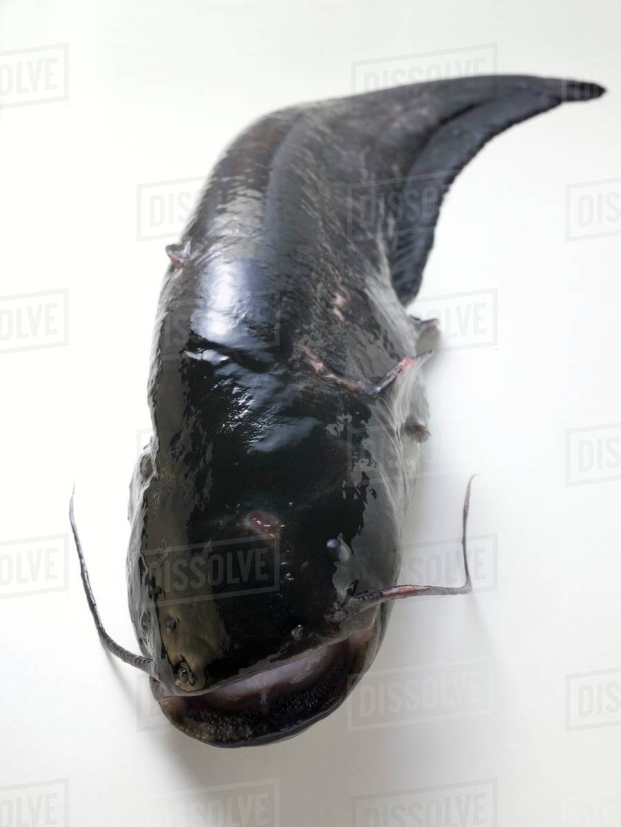 Whole fresh catfish - Royalty-free Stock Photo | Dissolve