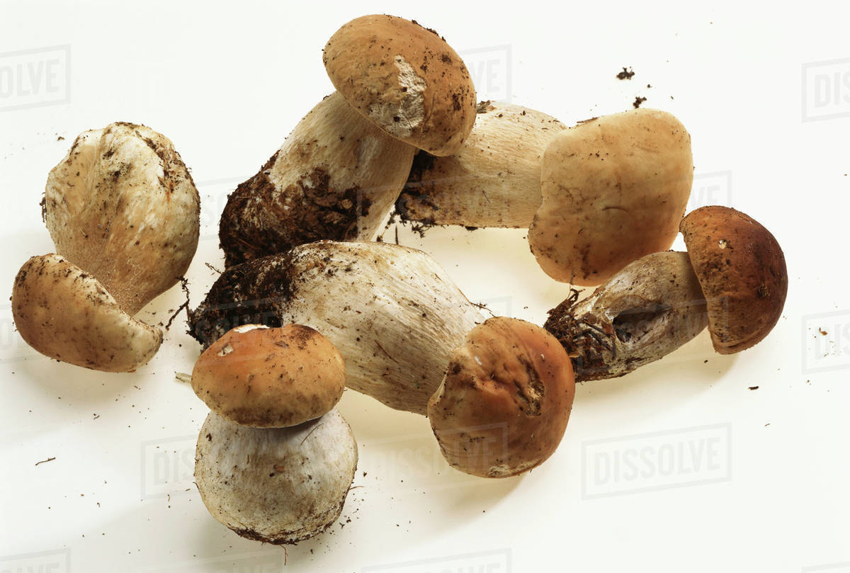 Several fresh ceps - Royalty-free Stock Photo | Dissolve