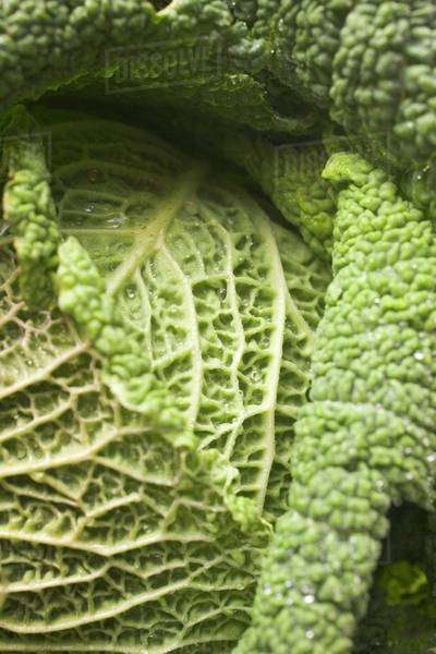 Savoy cabbage (detail) - Stock Photo - Dissolve