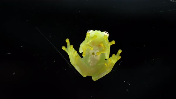 Fleischmann's glass frog body anatomy bottom view - Stock Video Footage ...