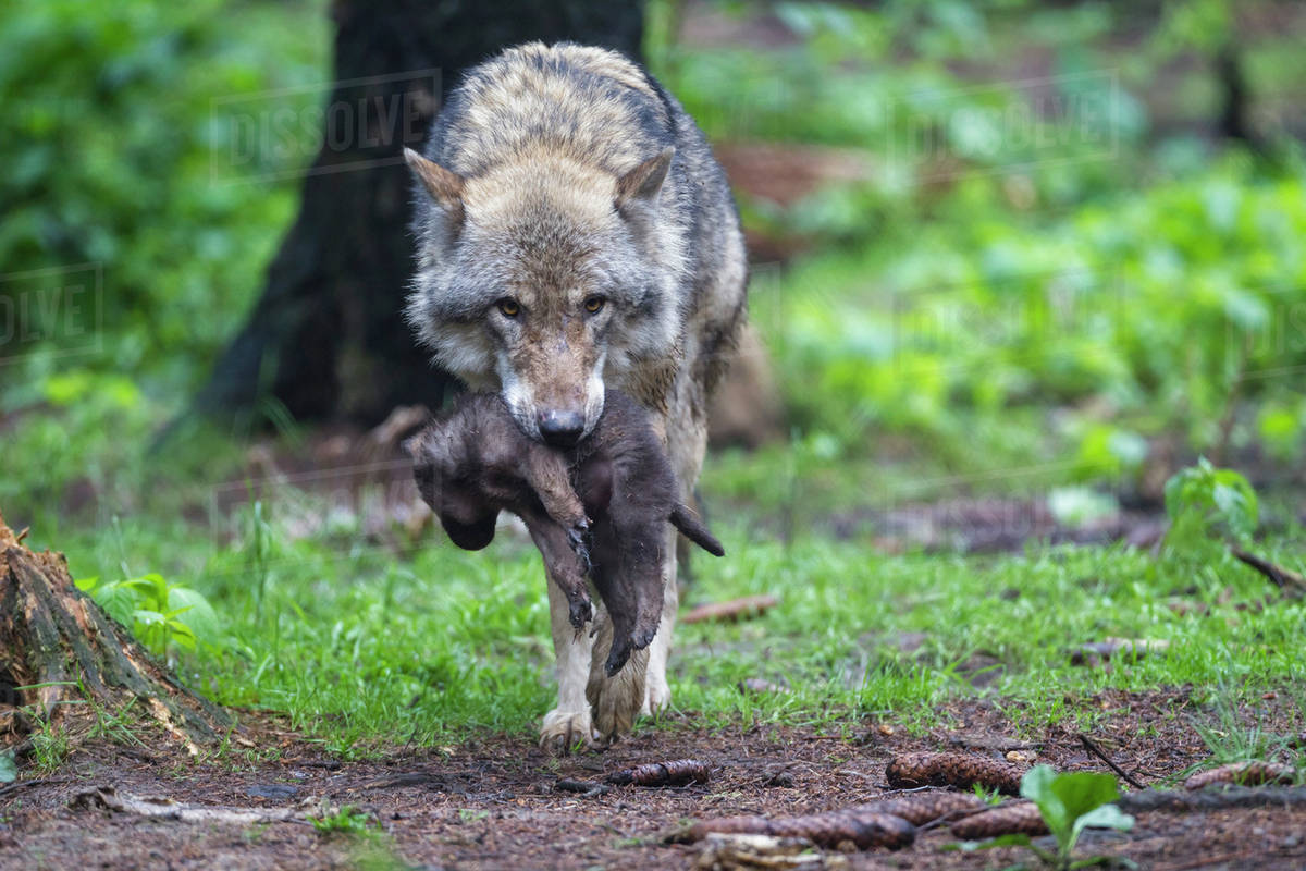Germany, Bavaria, Gray wolf is carrying her pup - Stock Photo - Dissolve