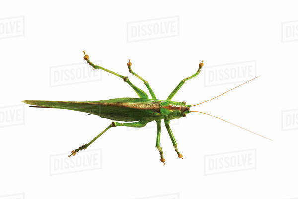 Grasshopper, elevated view - Stock Photo - Dissolve