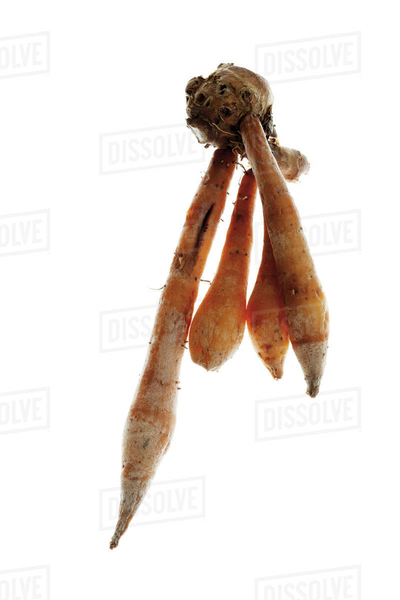 Finger root, close-up - Stock Photo - Dissolve