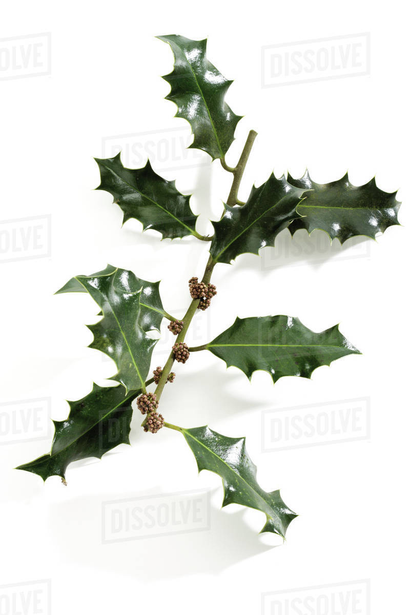 Holly twig (Ilex aquifolium), close-up - Stock Photo - Dissolve
