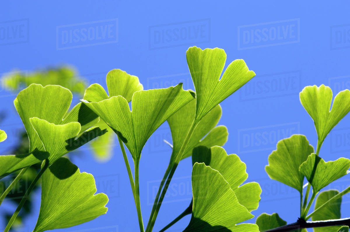 Ginko Branch, close-up - Stock Photo - Dissolve