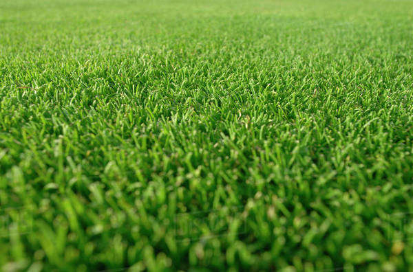 Golf, lawn, close-up - Stock Photo - Dissolve