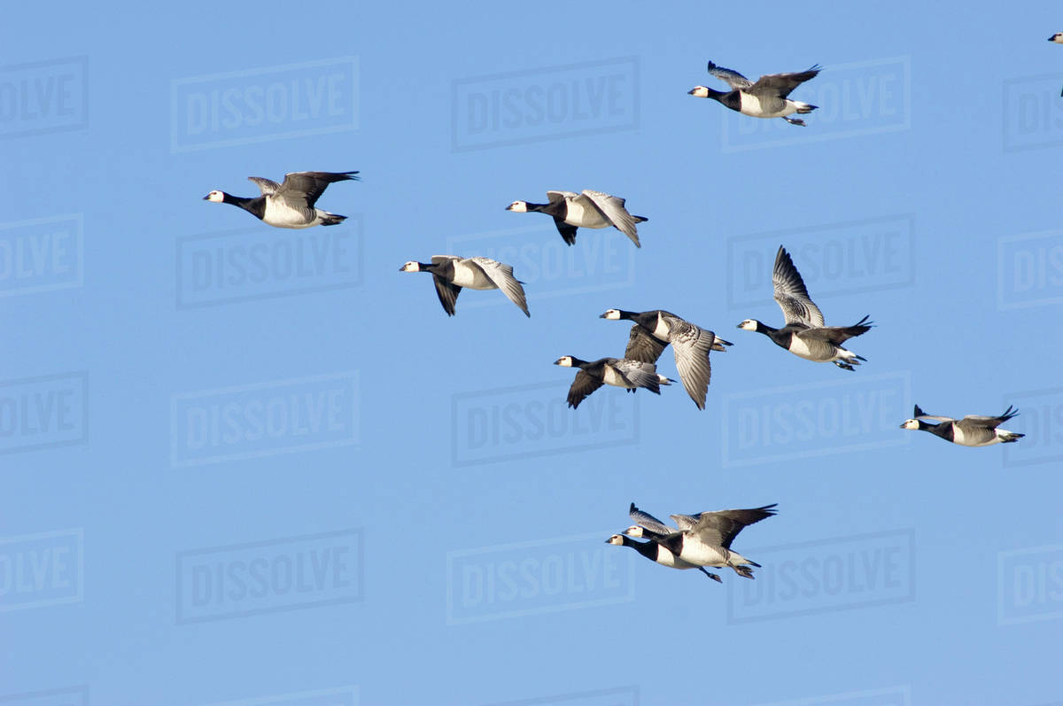 Flying barnacle geese - Stock Photo - Dissolve
