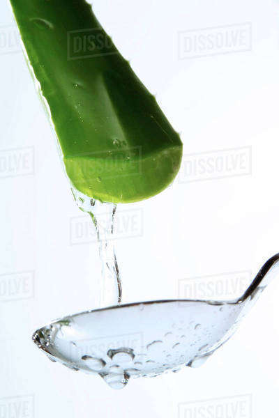 Aloe vera with drops - Stock Photo - Dissolve