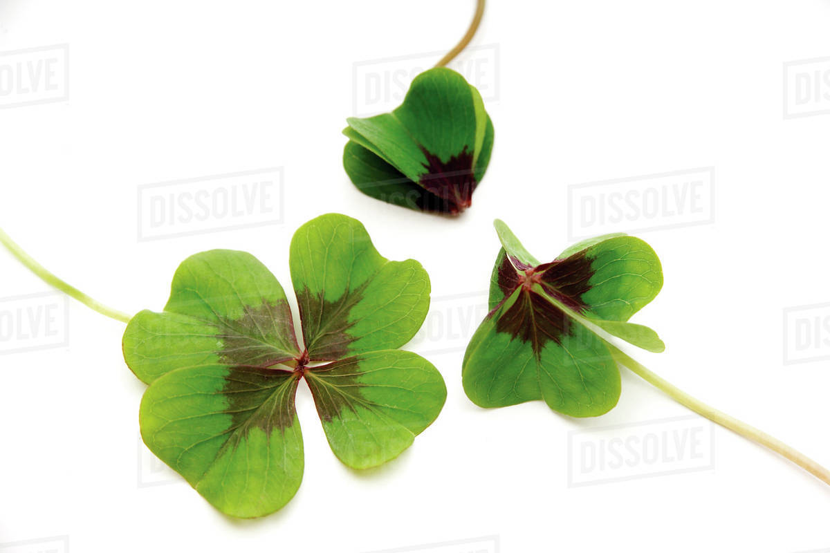 Four leaved clovers - Stock Photo - Dissolve