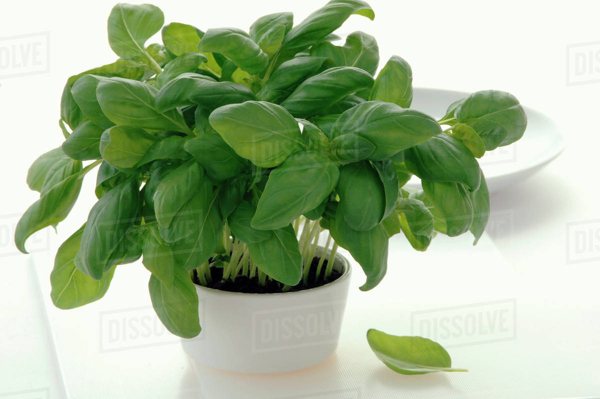 Basil, pot - Stock Photo - Dissolve